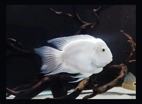 Cá Két Panda Platinum Snow White Parrot Cichlid Platinum Parrot