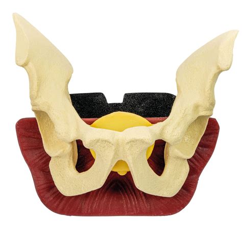 Pelvic Bone W Bladder 1025968 Stops Medical Plvcbn