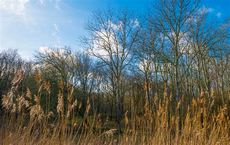 Bäume Und Schilf In Einem Feld Im Feuchtgebiet Unter Einem Blauweißen