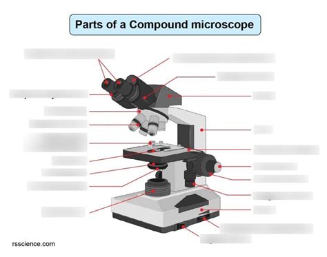 Microscope Labeling Diagram Quizlet