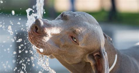 Dehydration In Dogs