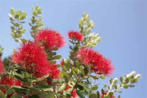Pohutukawa Metrosideros Excelsa