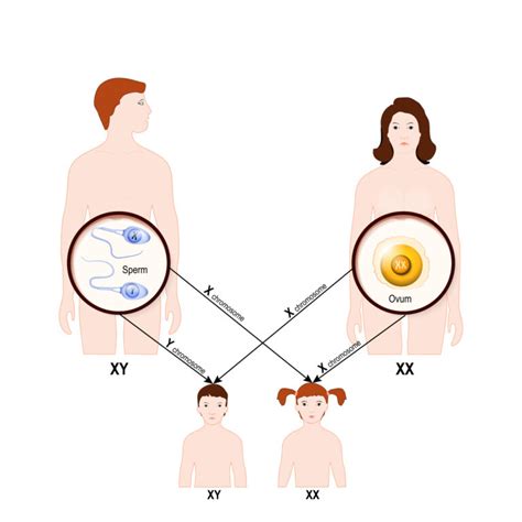 Is The Y Chromosome Vanishing A New Sex Gene May Be The Future Of Men