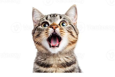 Excited Cat Face Happy Cat Face S Tenor