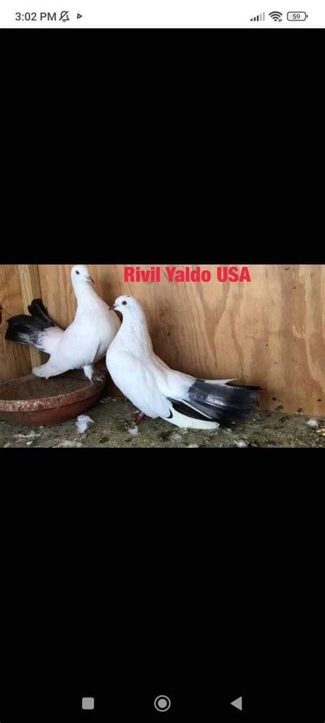 عشاق الطيور التور والعنابر