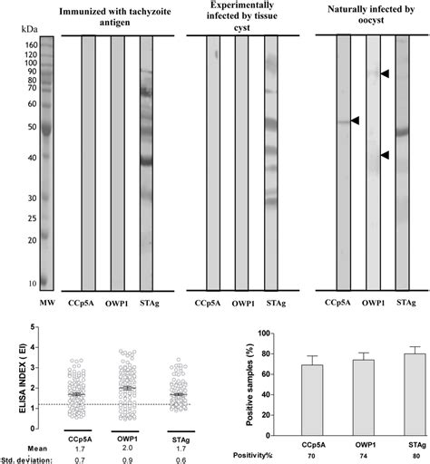 Serologic Analysis Of Chicken Sera Using Oocystsporozoite Specific