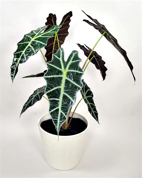 Alocasia Polly Mothers Day Bundle Plantvine