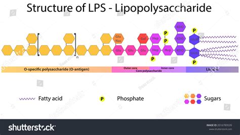 Diagram Lps Strcuture Lipopolysaccharide Molecule Gram Stock Vector Royalty Free 2016789539