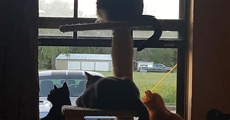 Kittehs Album On Imgur