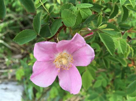 Wild Rose Rosa Species