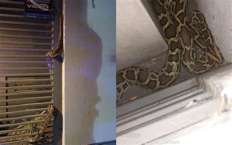 ¿cómo Saber Si Tengo Una Víbora En Mi Casa O Patio Aquí Te Decimos