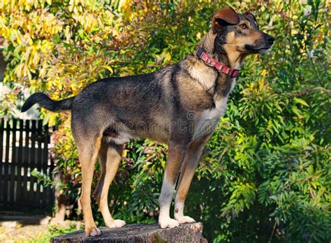 Chien De Chasse En Position Ferme Photo Stock Image Du Docile Mammifère 42073218