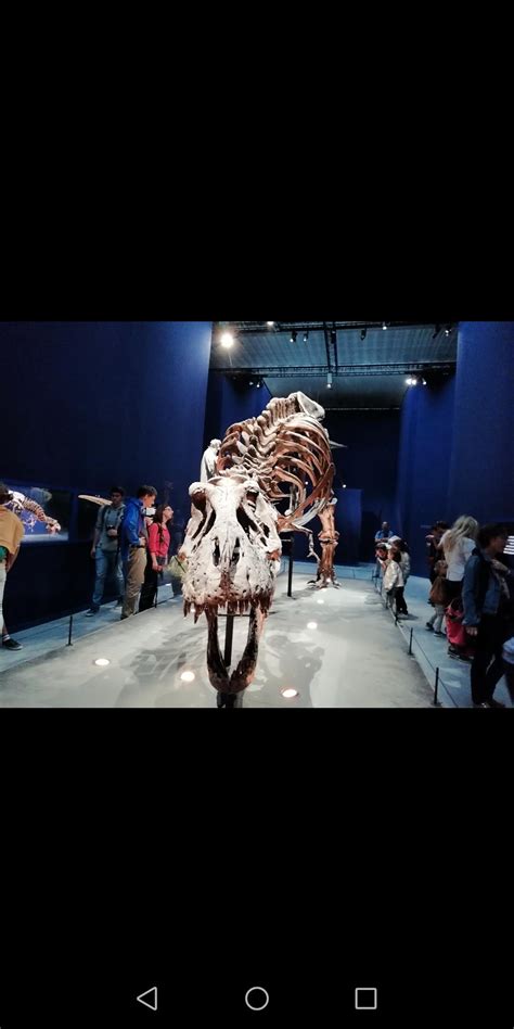 First Time Seeing A Fossil Of Any Dinosaur Irl It Was Awesome