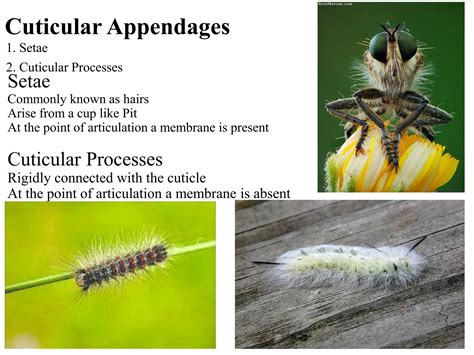 Insect Morphology Insect Morphology Insect Morphology Pdf
