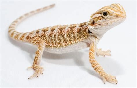 Bearded Dragon