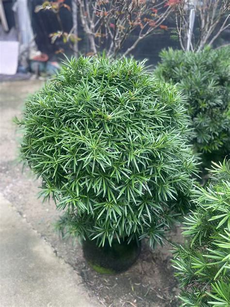 球型 羅漢松 1米2高 Liefs Garden
