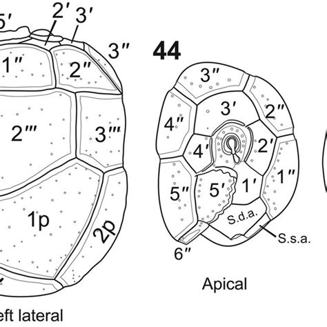 Line Drawings Of The Re Defined Adenoides Eludens With The Kofoid