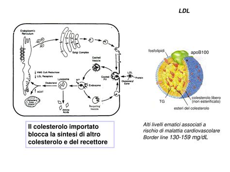 Ppt Metabolismo Del Colesterolo Powerpoint Presentation Free