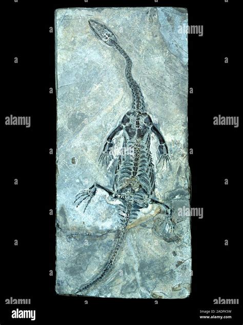 Marine Dinosaur Keichousaurus Hui Fossil This Fossil Dates To About