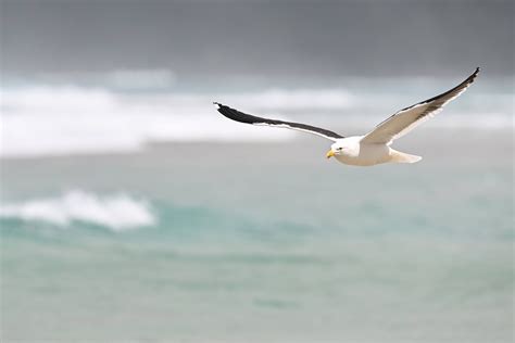 ‘seagull Boy Wins Second Gull Screeching Comp Pubity