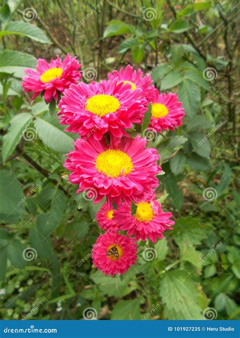 Flor Dos Mums Ou Flores Dos Crysanthemums Imagem De Stock Imagem De