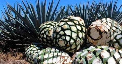 Consejo Regulador Del Agave Azul Negocia Para Proteger Precios Del