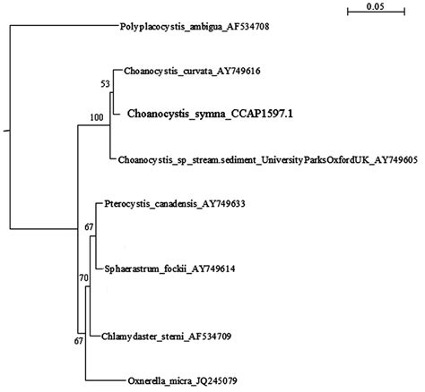 Raxml Tree For 18s Rrna Genes Of 8 Pterocystid Heliozoans 1320 Download Scientific Diagram