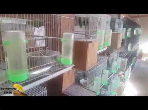 Indoor Breeding Room Green Cheek Conure Parrots Youtube