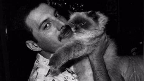 16 Heartwarming Pictures Of Freddie Mercury And The Cats He Adored