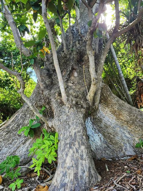 Watching Heritage Trees And Seabirds In Con Dao Vietnamvn
