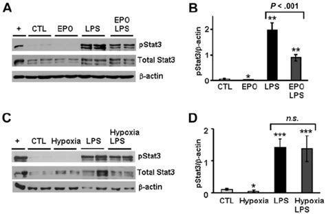 Stat3 Phosphorylation Induced By Lps Is Partially Inhibited By Epo But