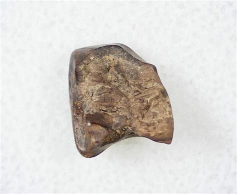 37 Ceratopsid Dinosaur Tooth Judith River 17659 For Sale