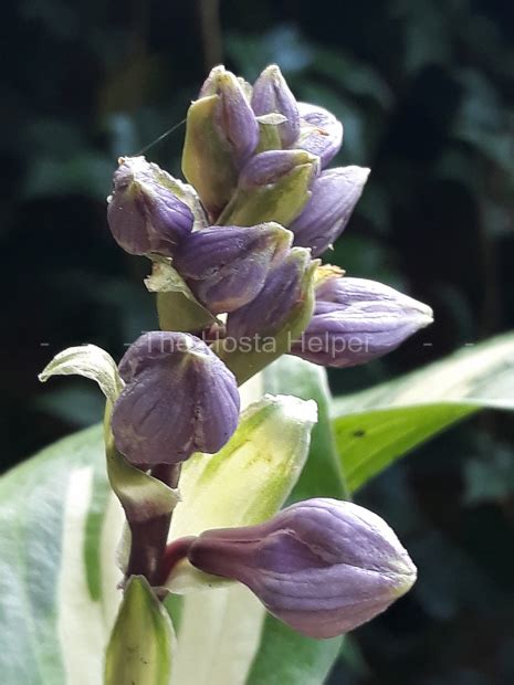 P00 Hosta Raspberry Sundae From The Hosta Helper Presented By