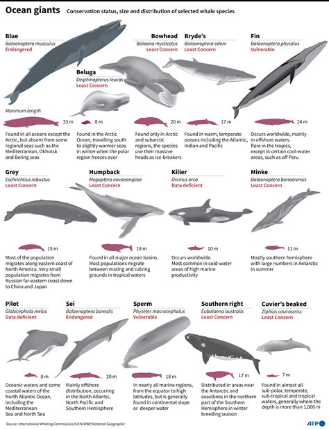 Whale Species Chart