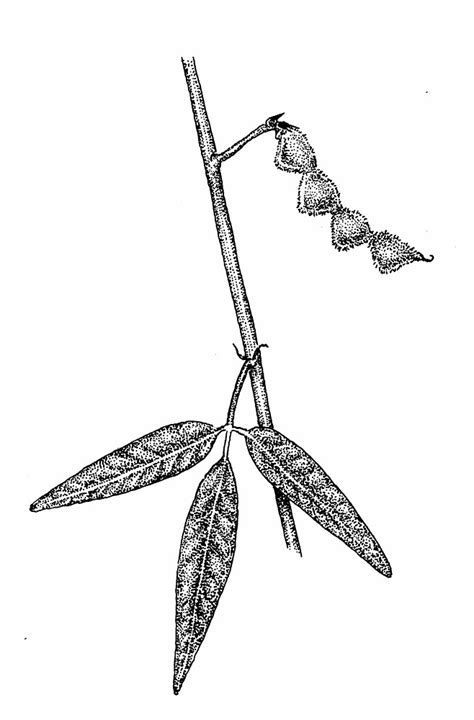Desmodium Paniculatum Panicled Tick Trefoil Go Botany