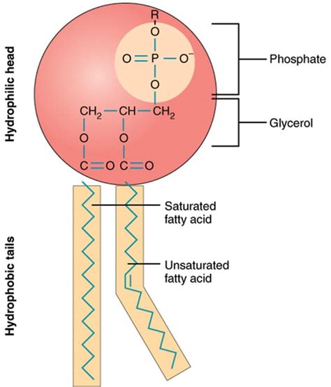 Cell Membrane The Secret Lives Of Cells