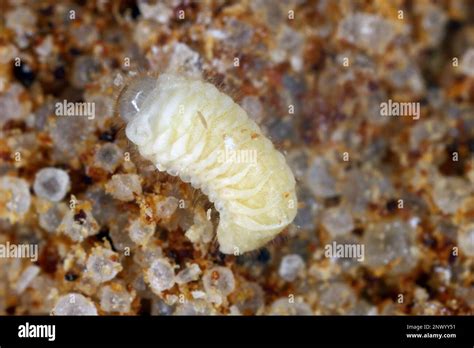 Biscuit Drugstore Or Bread Beetle Stegobium Paniceum Larva Stored