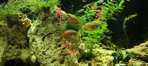 Honey Gourami Sexing R Gourami