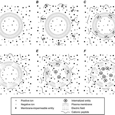 Cationic Peptide Exposure Can Eventually Lead To Prolonged Membrane