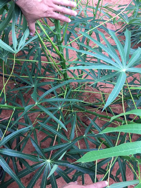 What Is Waxy Starch Banpong Tapioca