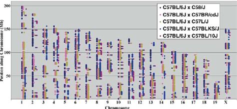 Figure 1 From Use Of A Dense Single Nucleotide Polymorphism Map For In