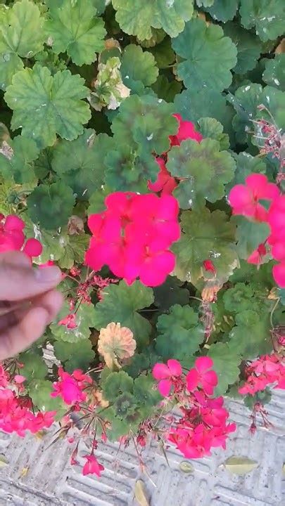 آموزش نگهداری گل شمعدانی شمعدانیشمعدونیگلداذگلگیاه Youtube