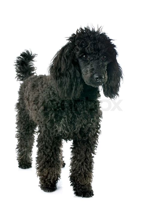 Puddel Raceren Lille Stock Foto Colourbox