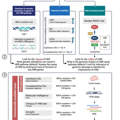 Approaches For Testing Hrd And Commercially Available Assays 1 Hrd