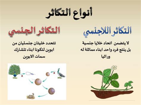 Ppt التكاثر في الحيوان Powerpoint Presentation Id2814148