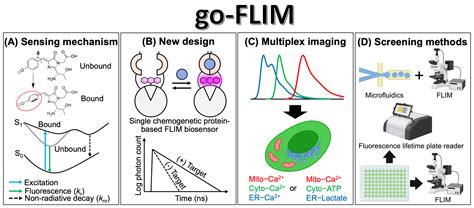 Quantitative Imaging Of Genetically Encoded Fluorescence Lifetime