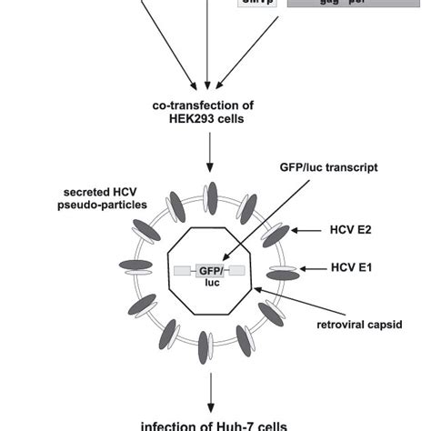 Structure Of Hcv Genome And Function Of Hcv Proteins Download