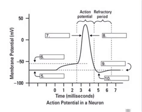 Action Potential In The Neuron Diagram Diagram Quizlet