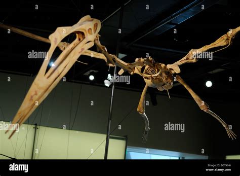 Quetzalcoatlus Fossil