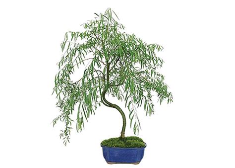 Care Guide For The Weeping Willow Bonsai Tree Salix Bonsai Empire